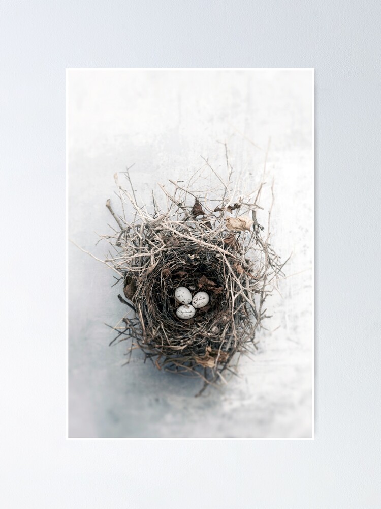 "Bird Nest" Poster for Sale by ElenaRay | Redbubble