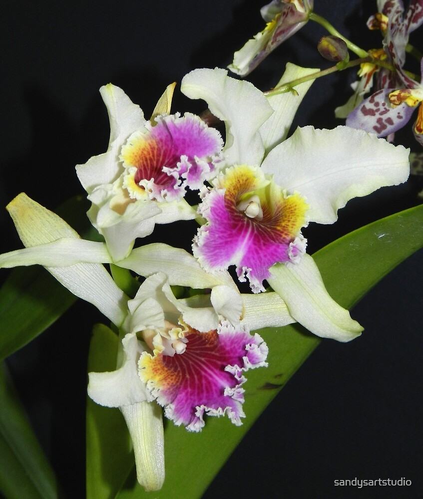 "Cattleya Orchids" by sandysartstudio | Redbubble