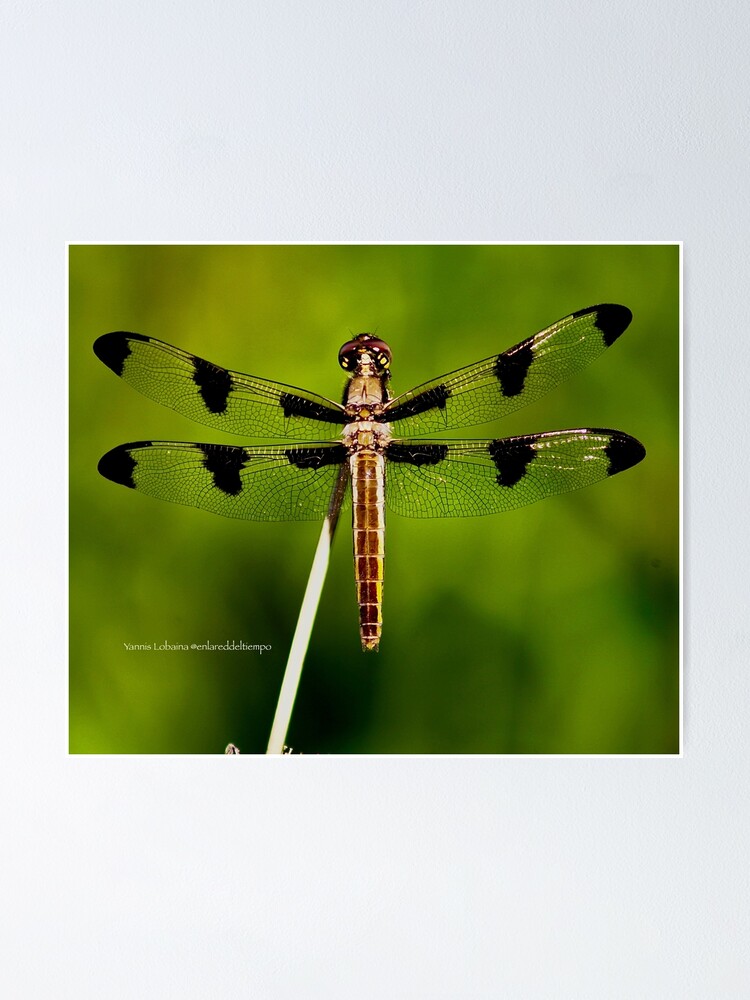 "Dragonfly of the enchanted forest by Yannis Lobaina " Poster by ...