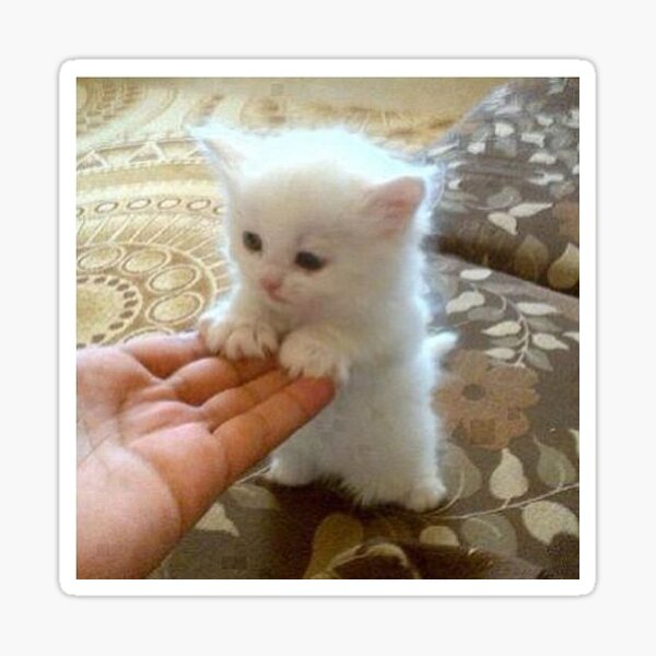 "Tiny Cat Meme" Sticker by ccrosnie | Redbubble