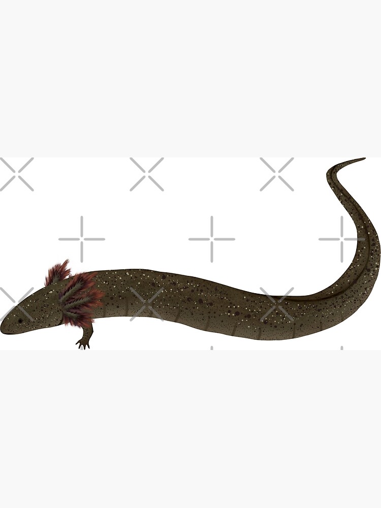 "Rio Grande Lesser Siren (Siren intermedia)" Poster by Inuyasha907 ...