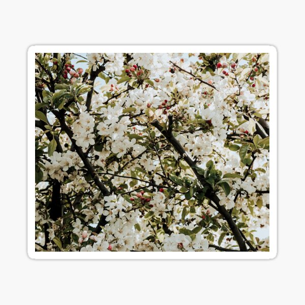 "WHITE CHERRY BLOSSOM" Sticker by ArtisticWalls | Redbubble