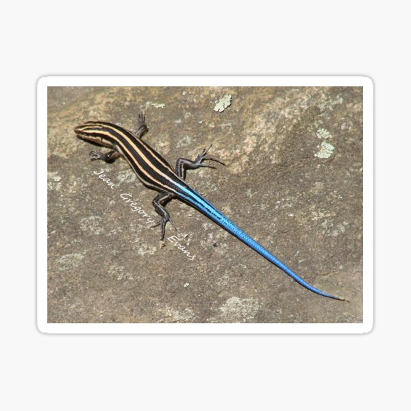 "Blue Tailed Lizard I with artist's signature" Sticker for Sale by ...