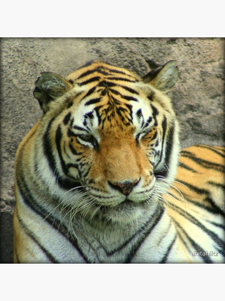 "Winking Tiger" Photographic Print for Sale by anitahiltz | Redbubble