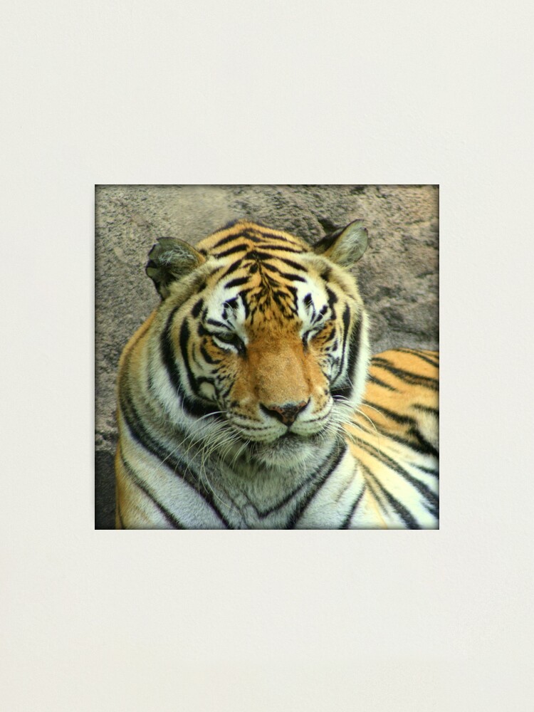 "Winking Tiger" Photographic Print for Sale by anitahiltz | Redbubble