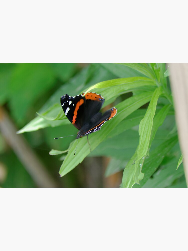 "Red Admiral Butterfly" Sticker for Sale by rodmacpherson | Redbubble