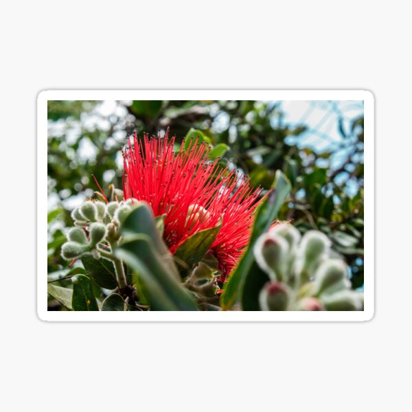 Ohia Lehua Stickers | Redbubble
