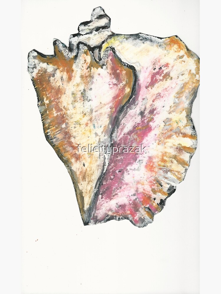 "SEA SHELL CAYMAN CONCH golden ratio natures perfection genomics ...