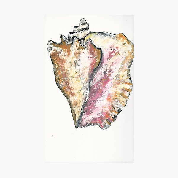 "SEA SHELL CAYMAN CONCH golden ratio natures perfection genomics ...