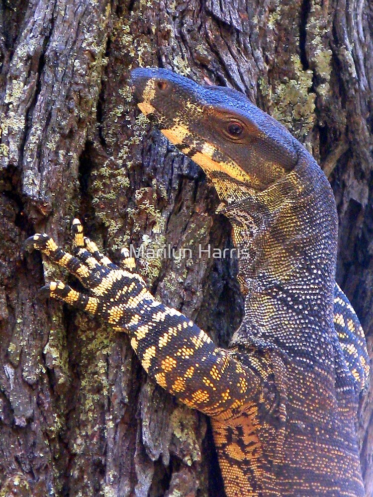 "Lace Goanna (Varanus varius)" by Marilyn Harris | Redbubble