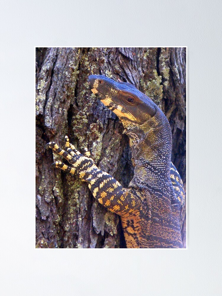 "Lace Goanna (Varanus varius)" Poster for Sale by blossom | Redbubble