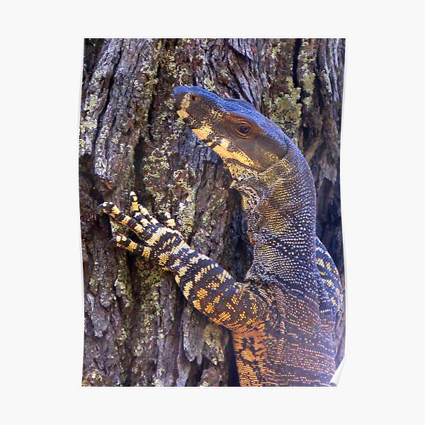 "Lace Goanna (Varanus varius)" Poster for Sale by blossom | Redbubble