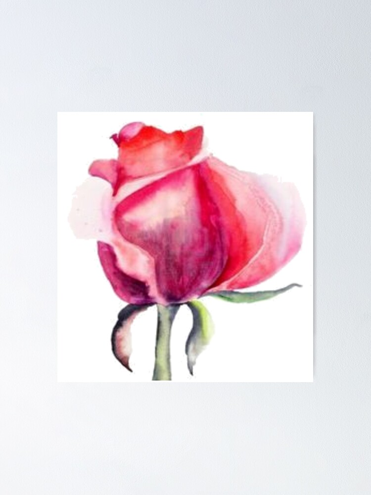 "Rose watercolour" Poster by coolkatia | Redbubble