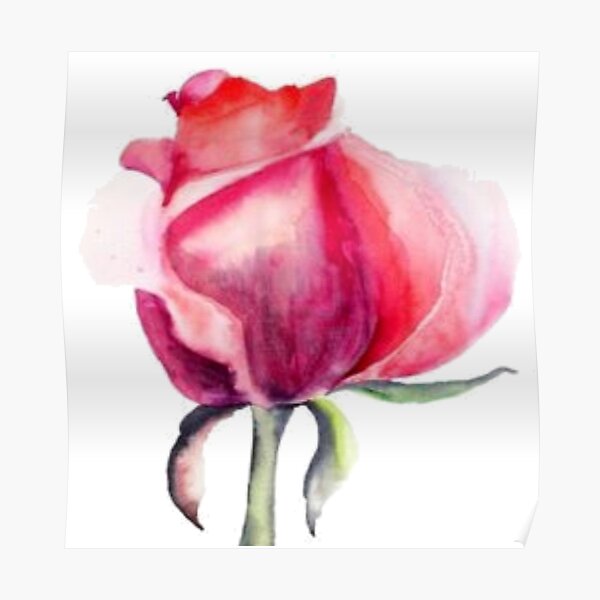 "Rose watercolour" Poster by coolkatia | Redbubble