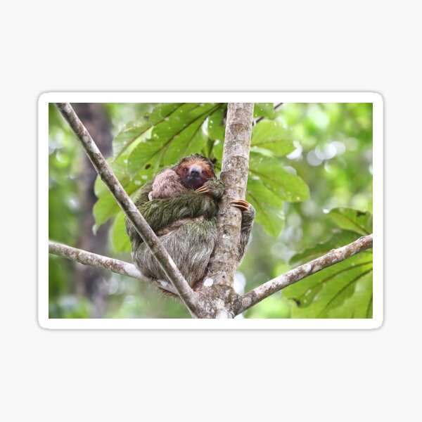 "Three-toed Sloth - Costa Rica" Sticker for Sale by darby8 | Redbubble
