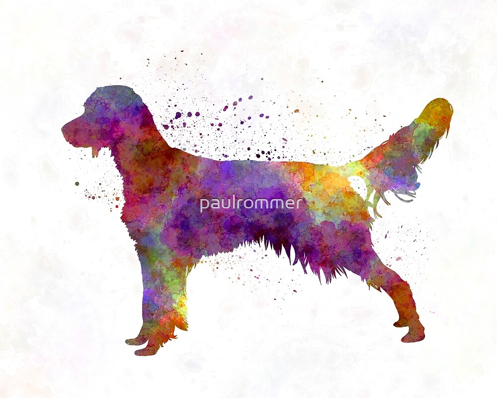 "French Spaniel in watercolor" by paulrommer | Redbubble