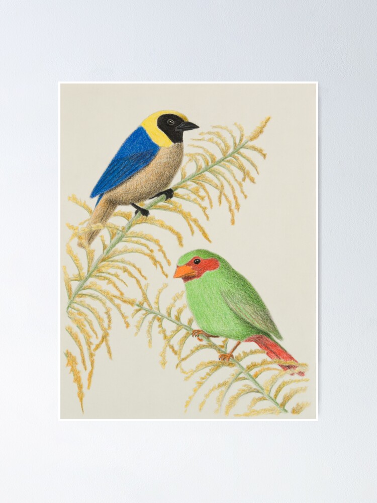 "Golden-collared Tanager And Grass-green Tanager" Poster for Sale by ...