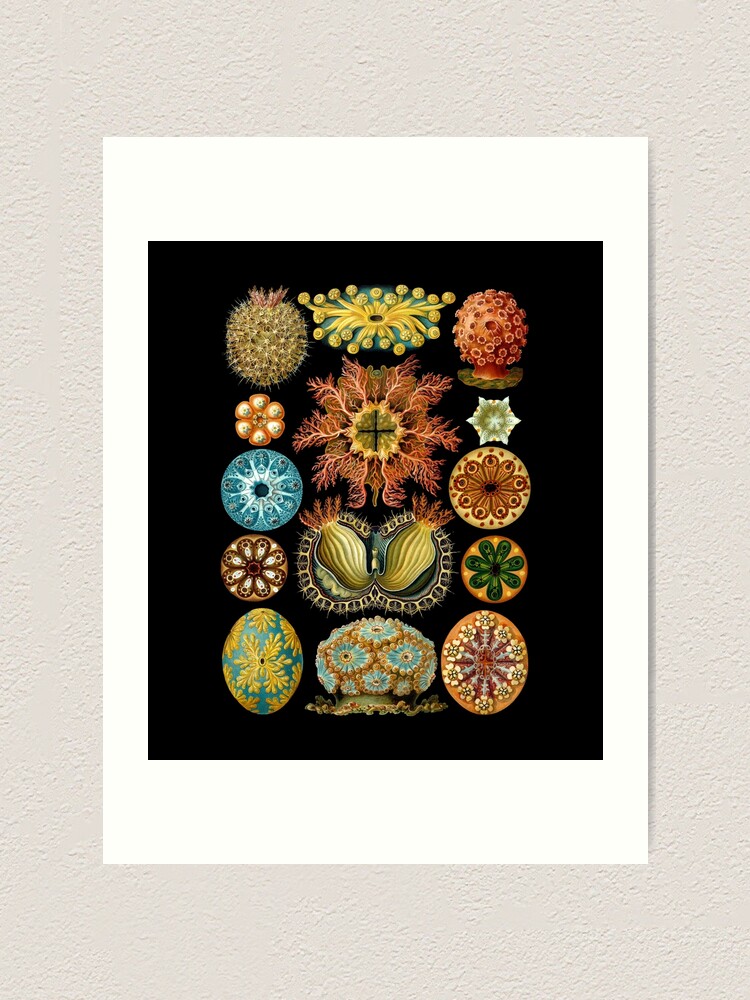 "Ernst Haeckel - Scientific Illustration - Ascidiae" Art Print by ...
