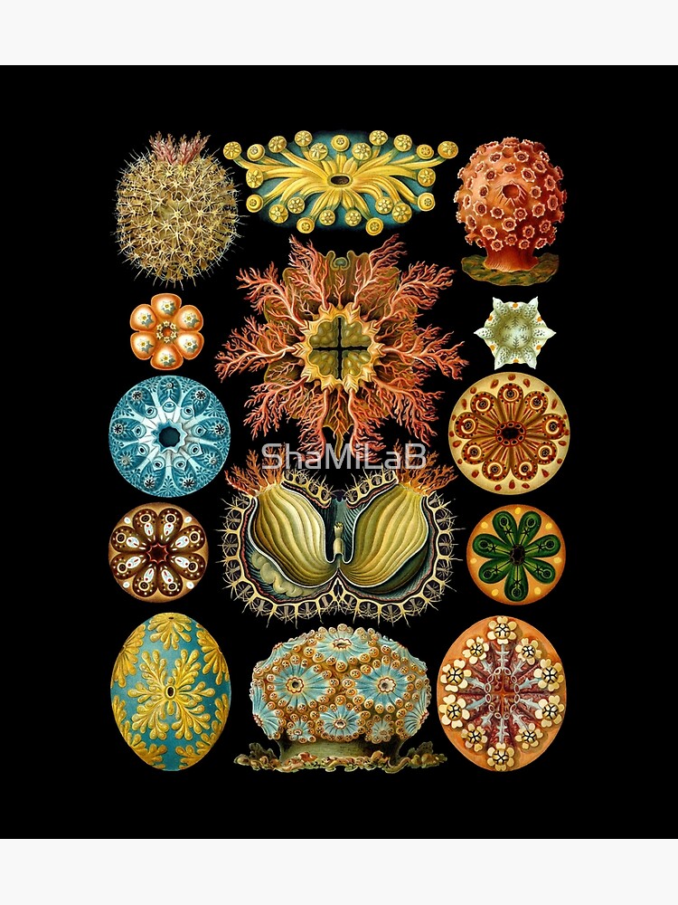 "Ernst Haeckel - Scientific Illustration - Ascidiae" Art Print by ...