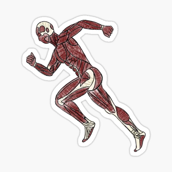 "Labeled Muscles" Sticker by kmick | Redbubble