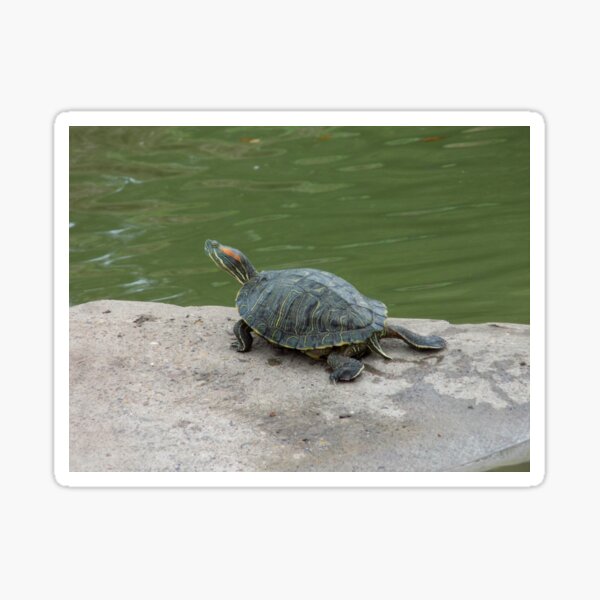 "Red-eared Slider Leggy" Sticker by Inuyasha907 | Redbubble