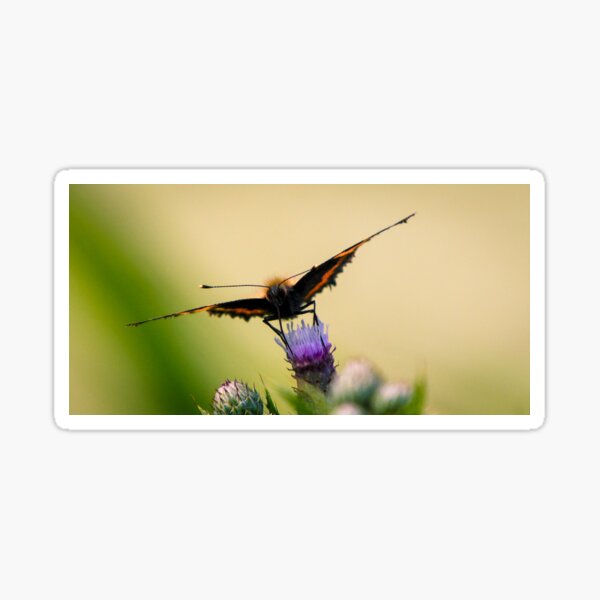 "Red Admiral Butterfly" Sticker for Sale by rwhooster | Redbubble