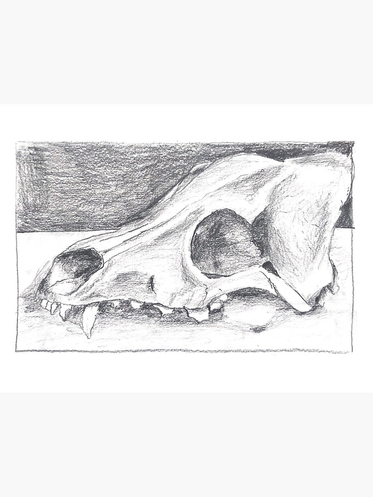 "Renaissance Style Skull" Poster for Sale by yanaskvs | Redbubble