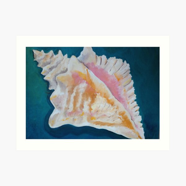 " SEA SHELL CONCH CAYMAN ISLANDS renaissance rebirth" Art Print by ...