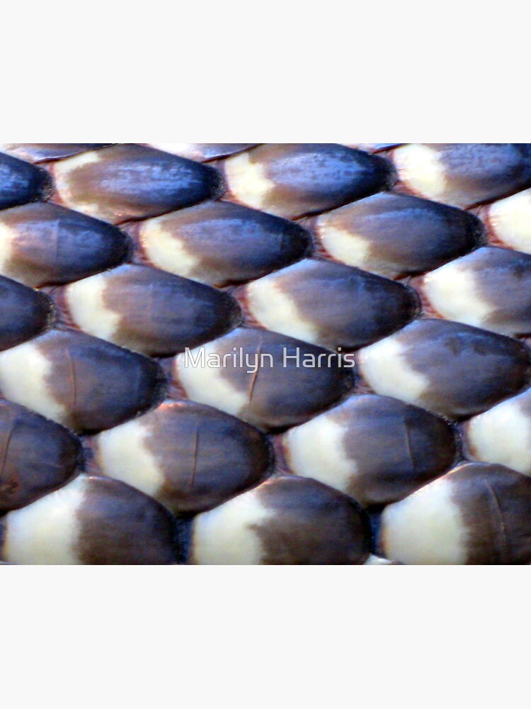 "Scales of a Blue-bellied Black Snake" Sticker for Sale by blossom ...