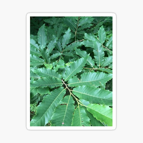 "Sweet chestnut" Sticker for Sale by Coolprints1 | Redbubble