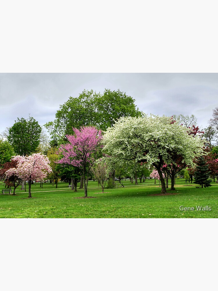 "Windy, Cold, Overcast (...But Beautiful) Spring Day" Art Print for ...