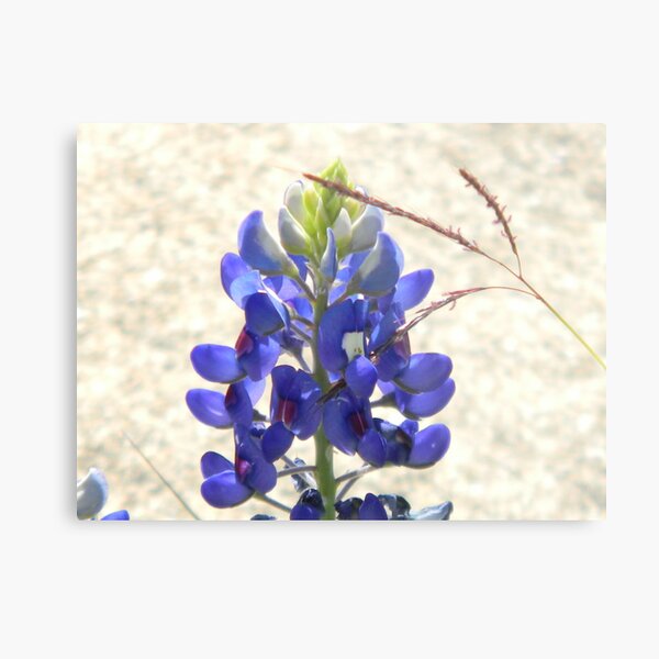 Bluebonnet Metal Prints | Redbubble