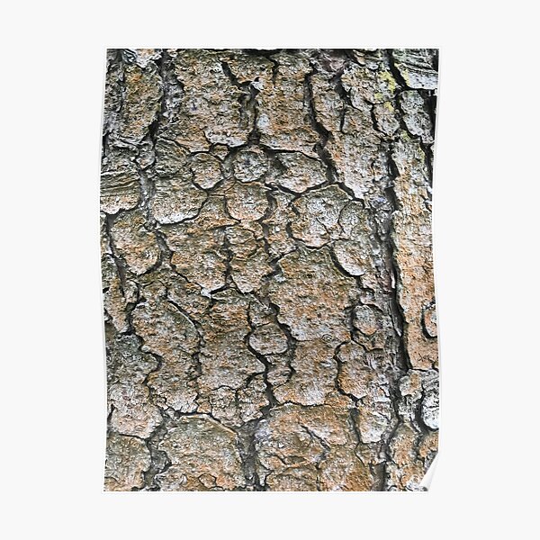 "Tree bark" Poster for Sale by Coolprints1 | Redbubble