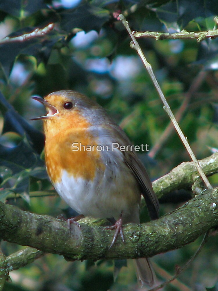 "And the red,red robin was bop,bop,bopping along" Sticker by ...