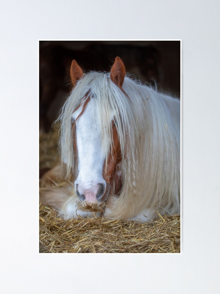 "Gypsy vanner horse" Poster by AWLPIX | Redbubble