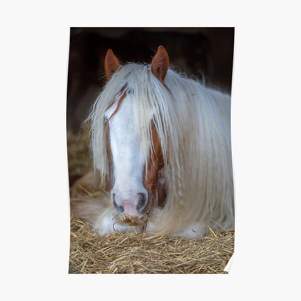 "Gypsy vanner horse" Poster by AWLPIX | Redbubble
