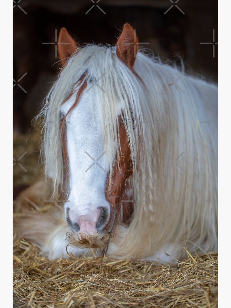 "Gypsy vanner horse" Sticker for Sale by AWLPIX | Redbubble