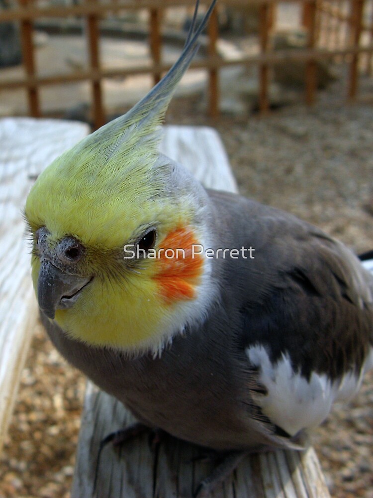 "Whatcha doin??" Sticker for Sale by wildaboutphotos | Redbubble