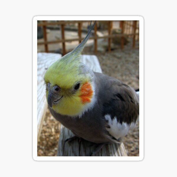 "Whatcha doin??" Sticker for Sale by wildaboutphotos | Redbubble