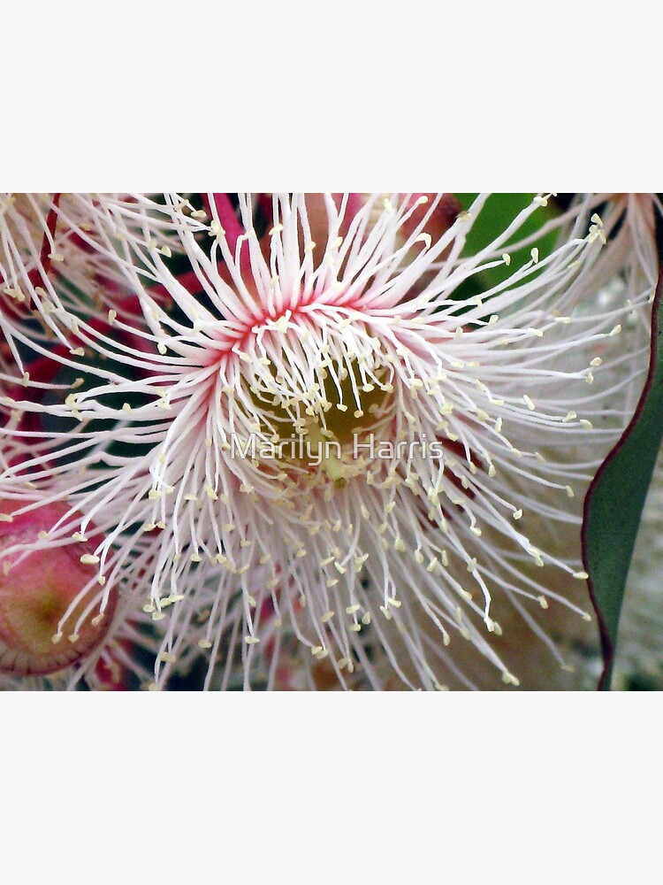 "Flower of a Tasmanian Blue Gum - Floral Emblem of Tasmania" Art Print ...