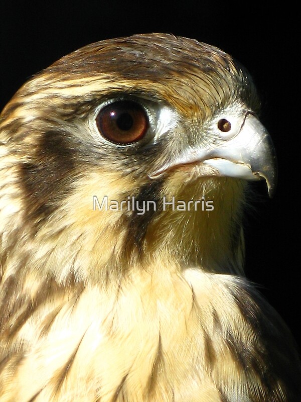 "Brown Falcon (Falco berigora)" by Marilyn Harris | Redbubble