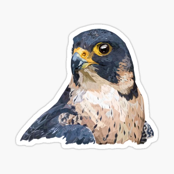 " Peregrine falcon" Sticker by obscurite | Redbubble