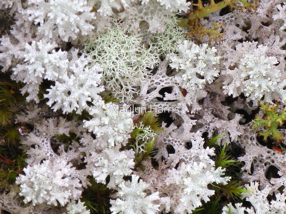 "Snow Lichen (Cladia retipora) - As delicate as Lace - The Blue Tier ...