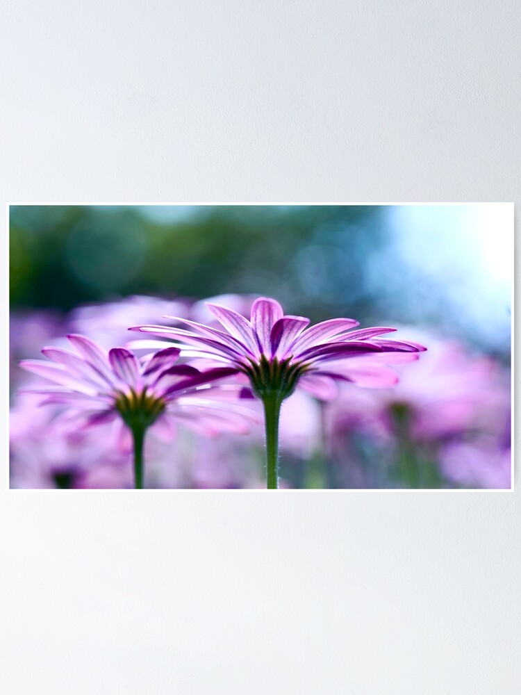 "Daisy daydream " Poster for Sale by artbyelena | Redbubble