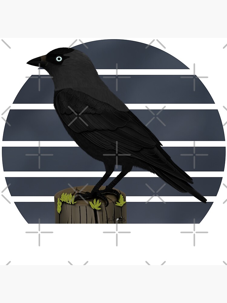Jackdaw Bird Drawing Badass Jackdaw : R/birding