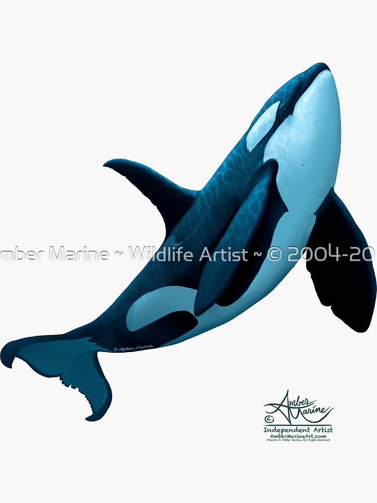 ""The Dreamer" by Amber Marine ~ (Copyright 2015) orca art / killer ...