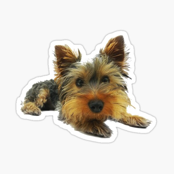 "Cute Yorkshire terrier" Sticker by mosfunky | Redbubble