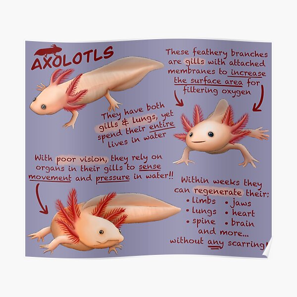 "Axolotls Fun Facts" Poster for Sale by troyanthonyart | Redbubble