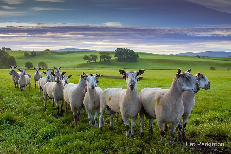"Ninja Sheep" by Cat Perkinton | Redbubble