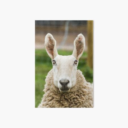 "Rabbit Eared Sheep" Art Board Print for Sale by JStanley19 | Redbubble